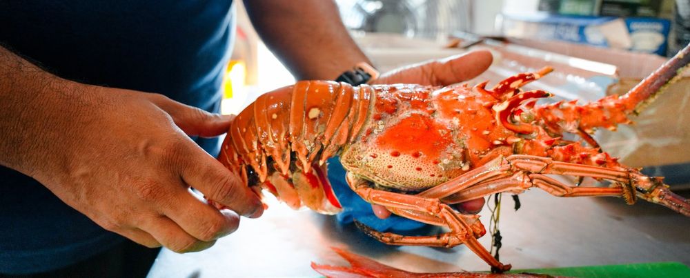 What Is The Most Expensive Lobster In The World?