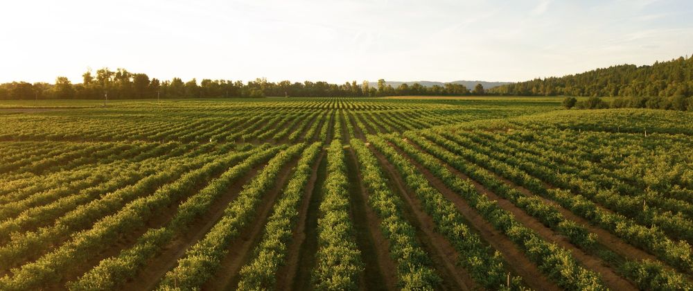 Discover La Bonnotte: World's Most Expensive Potato