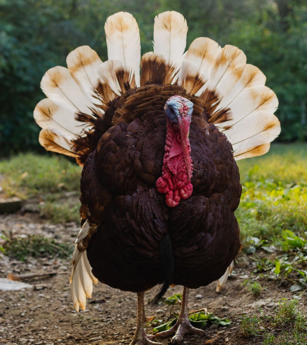 World's Most Expensive Turkeys for Thanksgiving