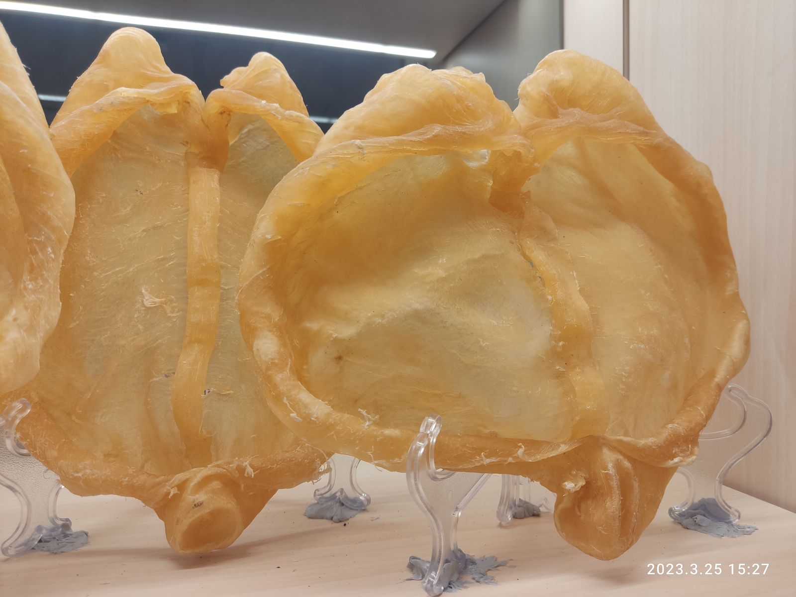 Dried Fish Maw: Here's Why It's So Expensive