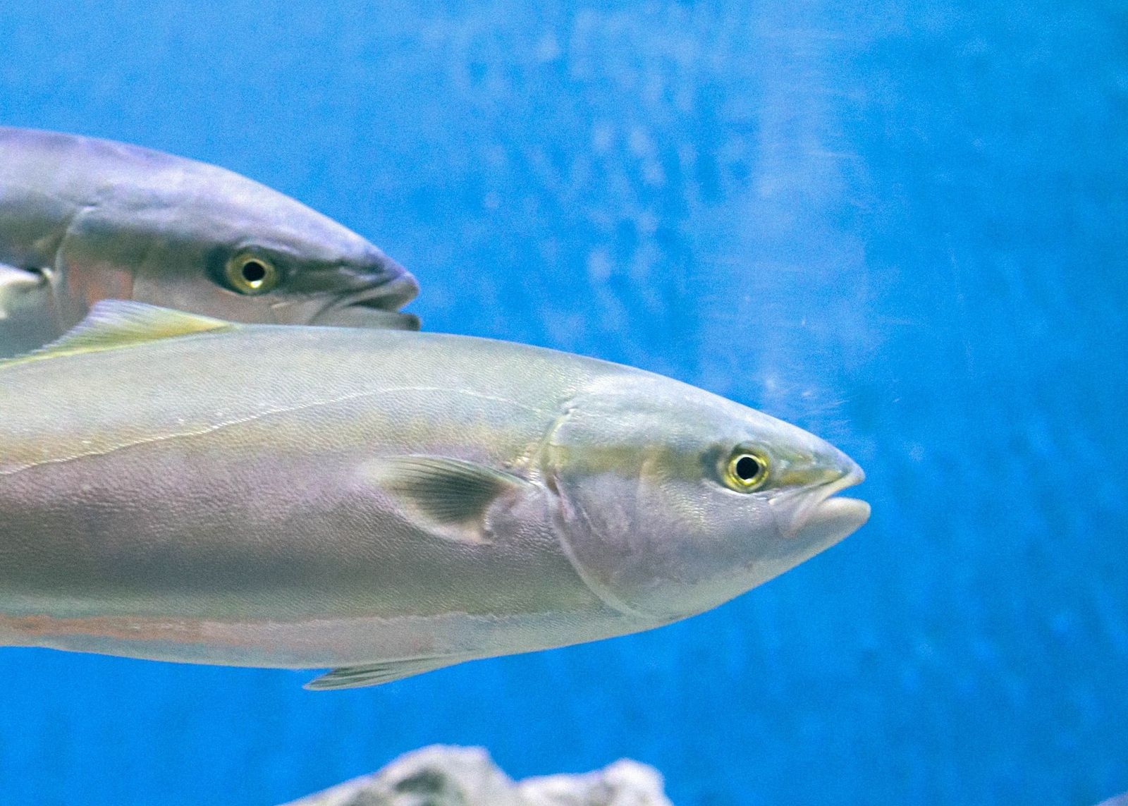 Kan-Buri Fish: The High-Class Winter's Culinary Treasure of Japan