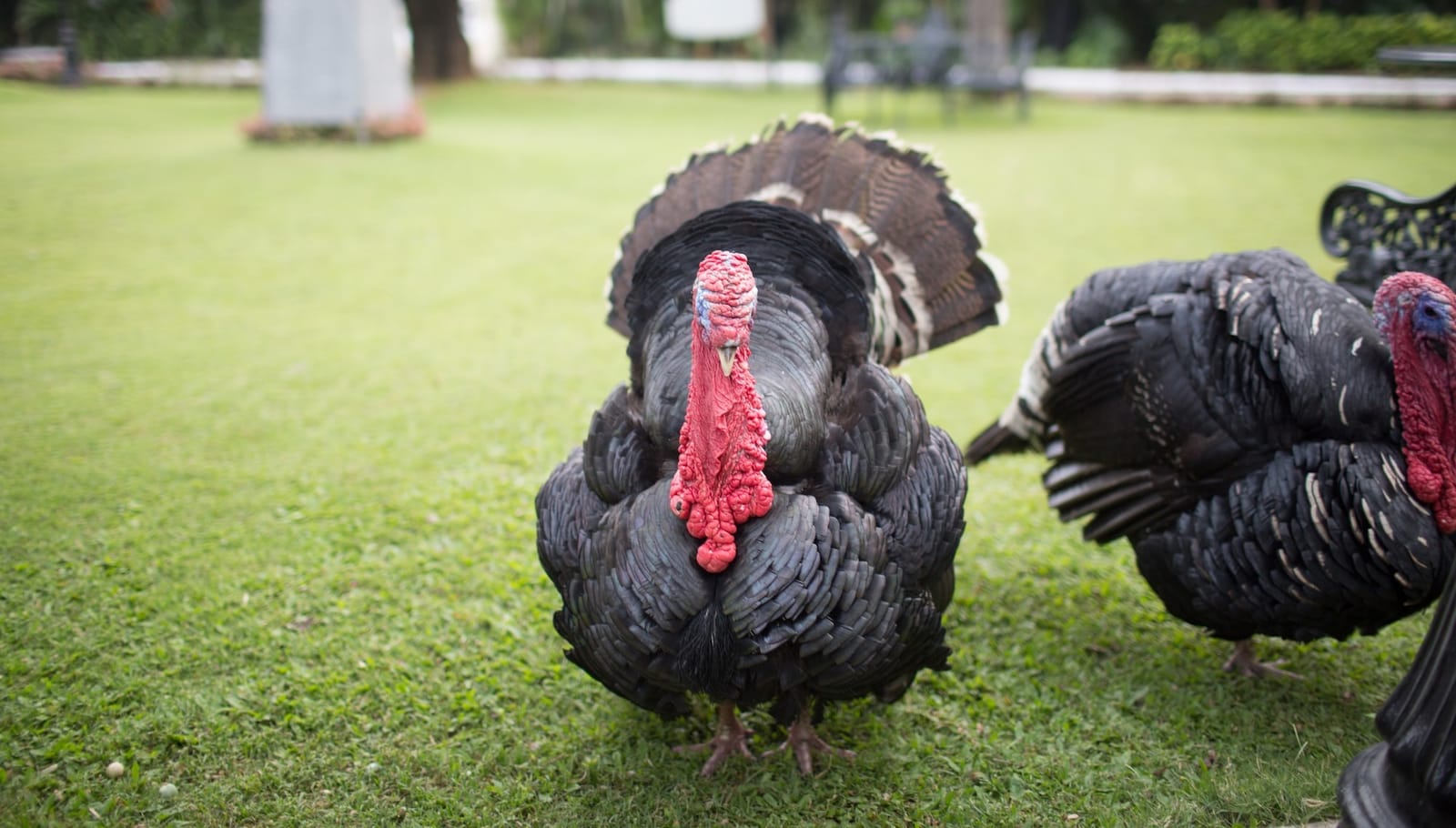 World's Most Expensive Turkeys for Thanksgiving