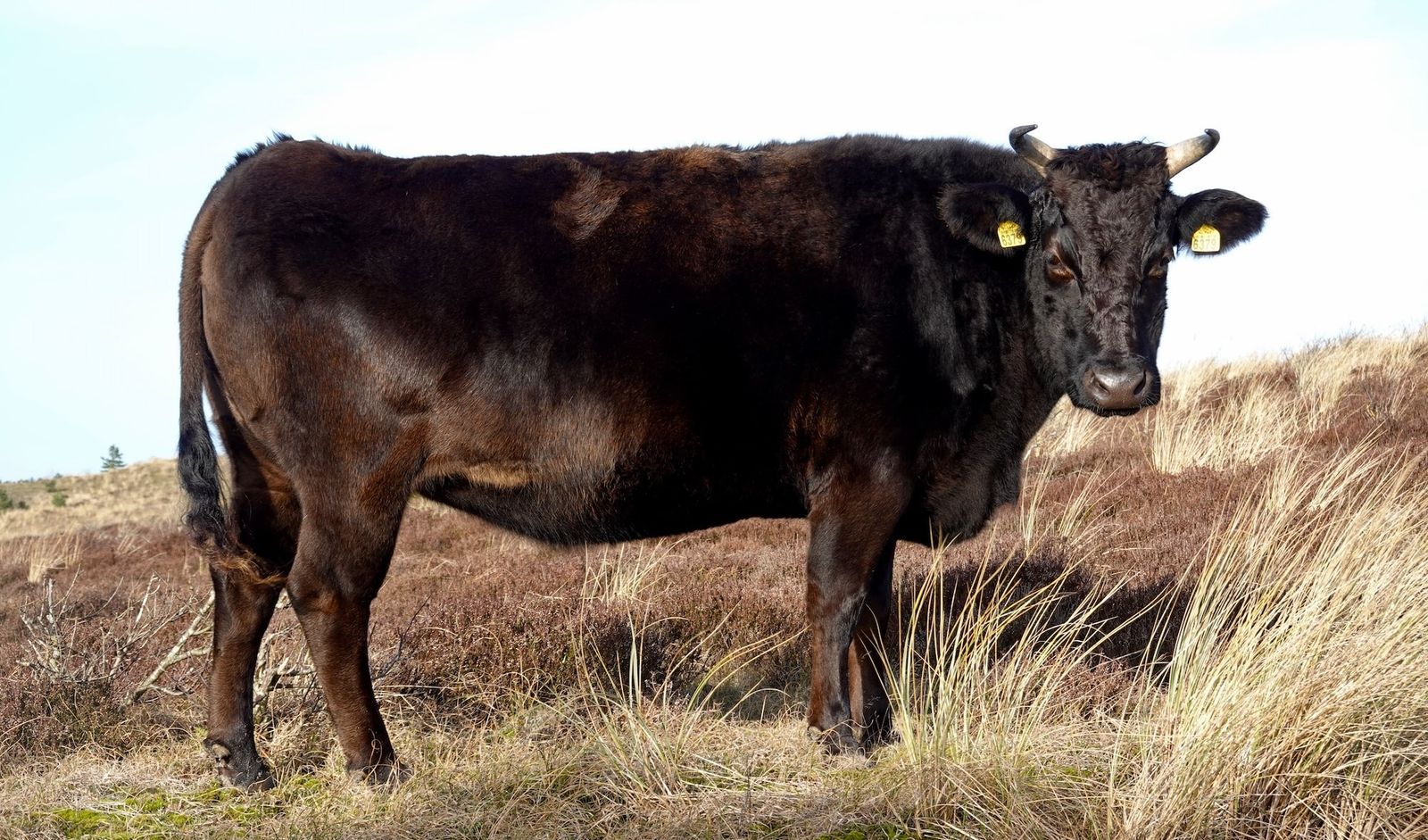 Tajima Gyu: Pure and Superb Genetic Lines of Wagyu