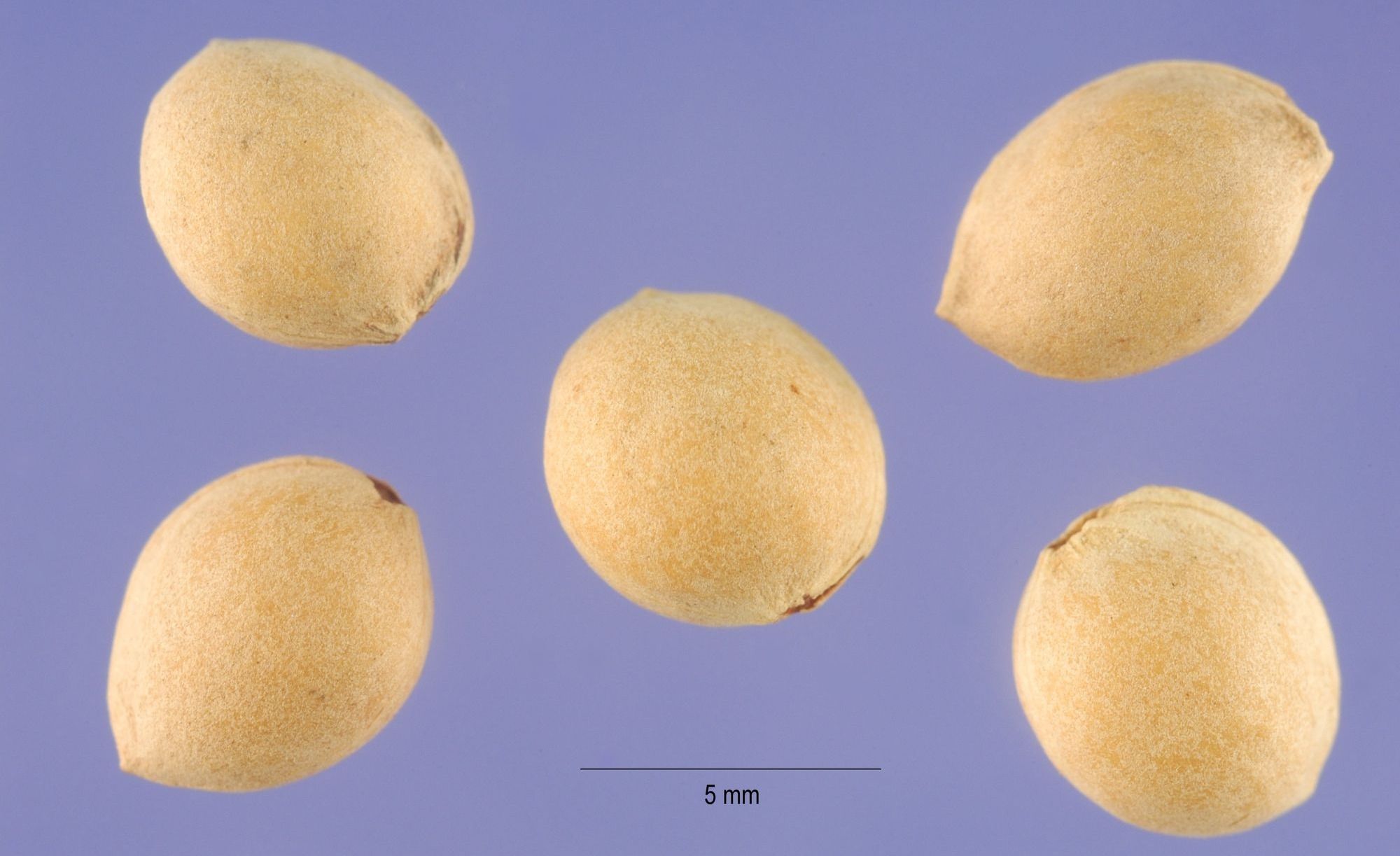 Uncovering Mahlab: The Expensive Oriental Cherry Spice