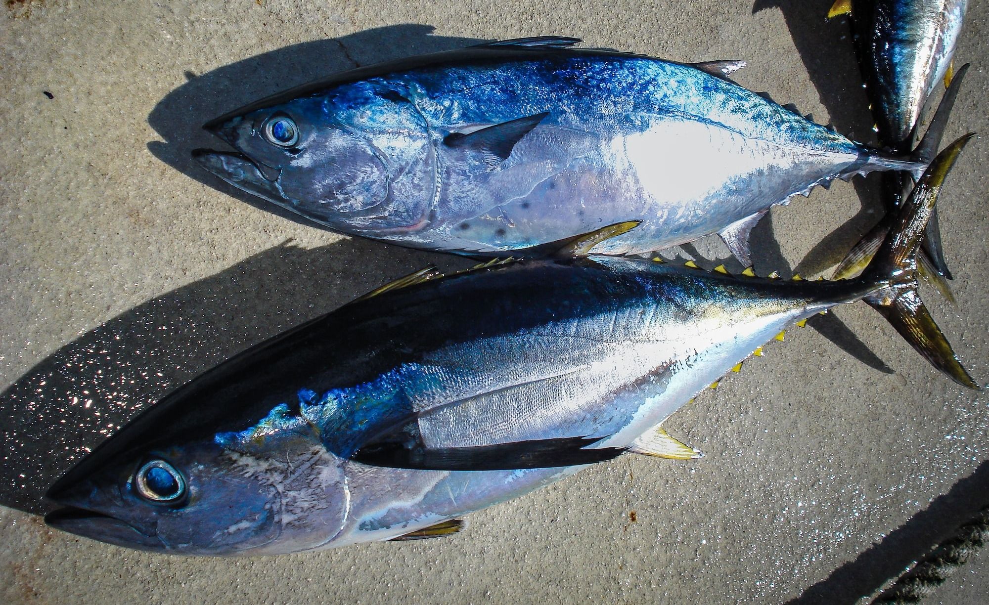 The Ultimate Guide to Tuna Varieties