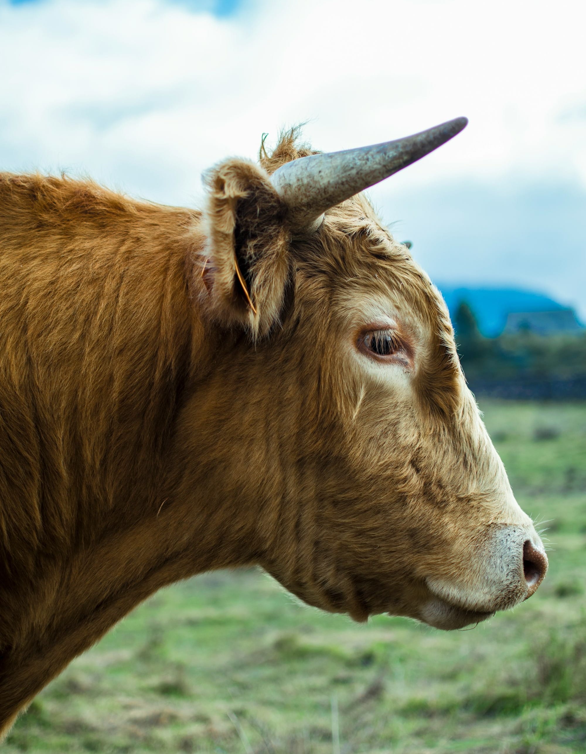 Blonde d'Aquitaine: Polmard's Premium French Beef Legacy