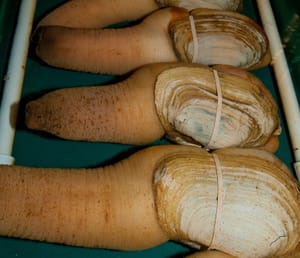 Geoduck Clam: Preparing and Enjoying the Pacific Northwest Delicacy