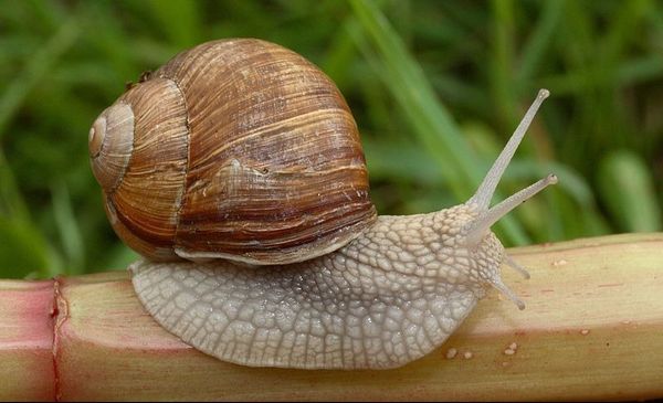 Escargot: Unveiling the Snail World of Luxurious Delicacy