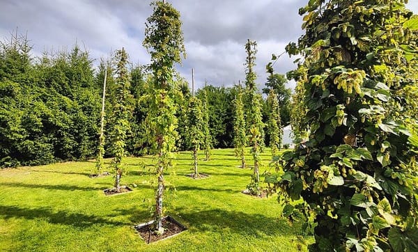 Hop Shoots: The World’s Most Expensive Vegetable