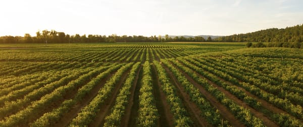 Discover La Bonnotte: World's Most Expensive Potato