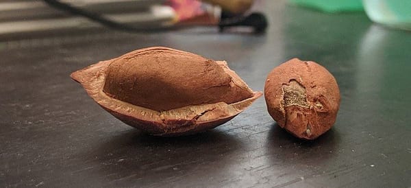 Pili Nuts: Here's Why This Superfood is So Expensive