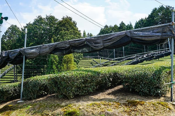 The Four Varieties of Japanese Shade-Grown Teas